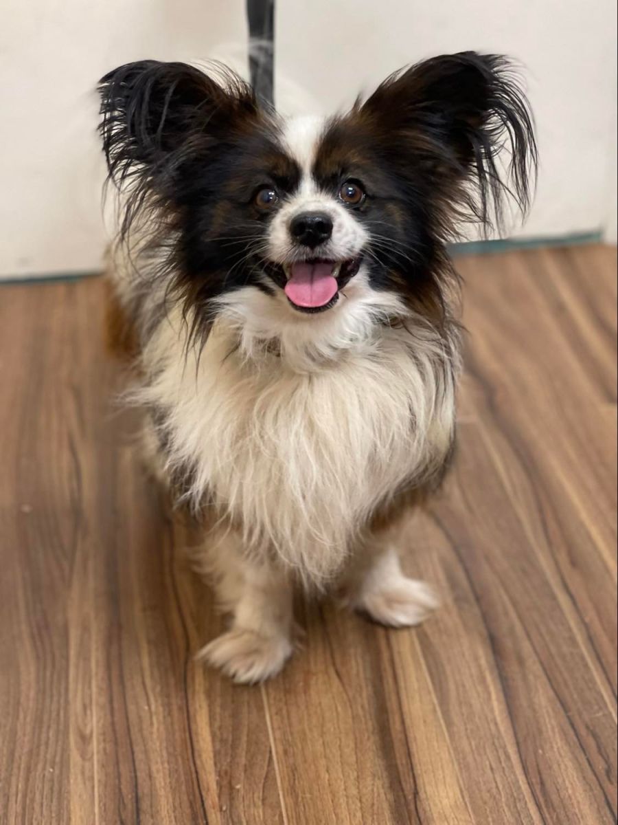 Versache - Small Male Papillon Mix Dog in QLD - PetRescue
