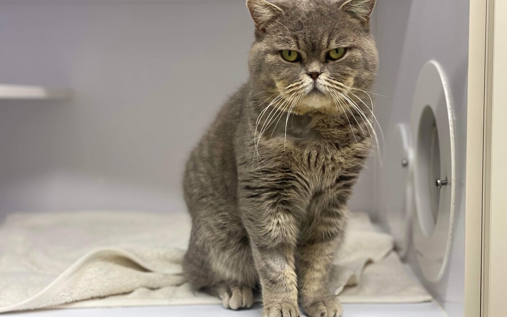 Mr Gigglesworth - Male British Shorthair Mix Cat in VIC - PetRescue