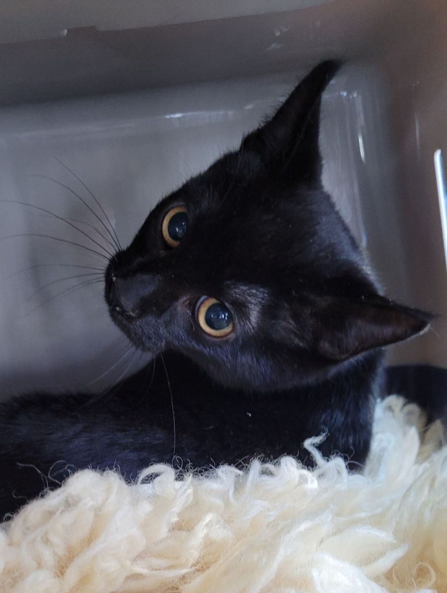 Binks - Female Domestic Short Hair Cat in SA - PetRescue