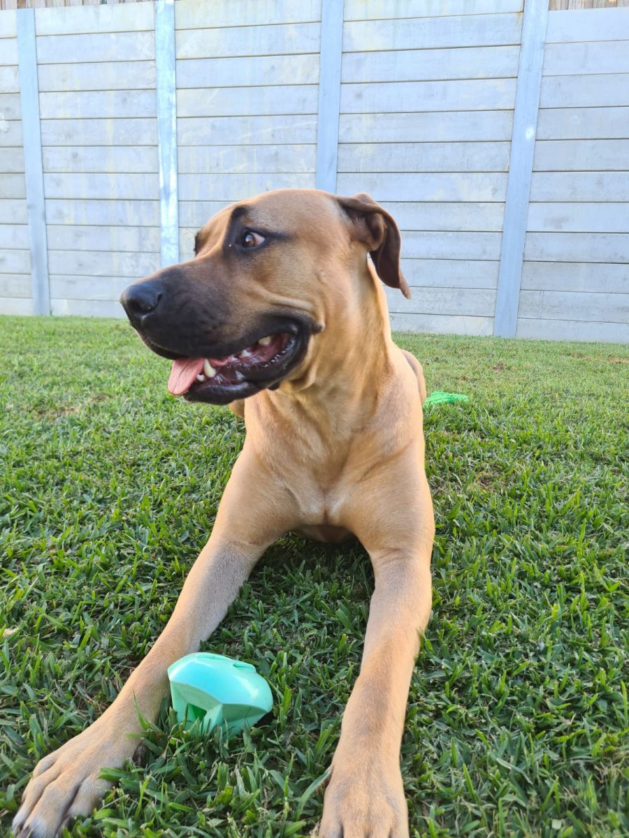 Willow - Large Female Amstaff Mix Dog in QLD - PetRescue