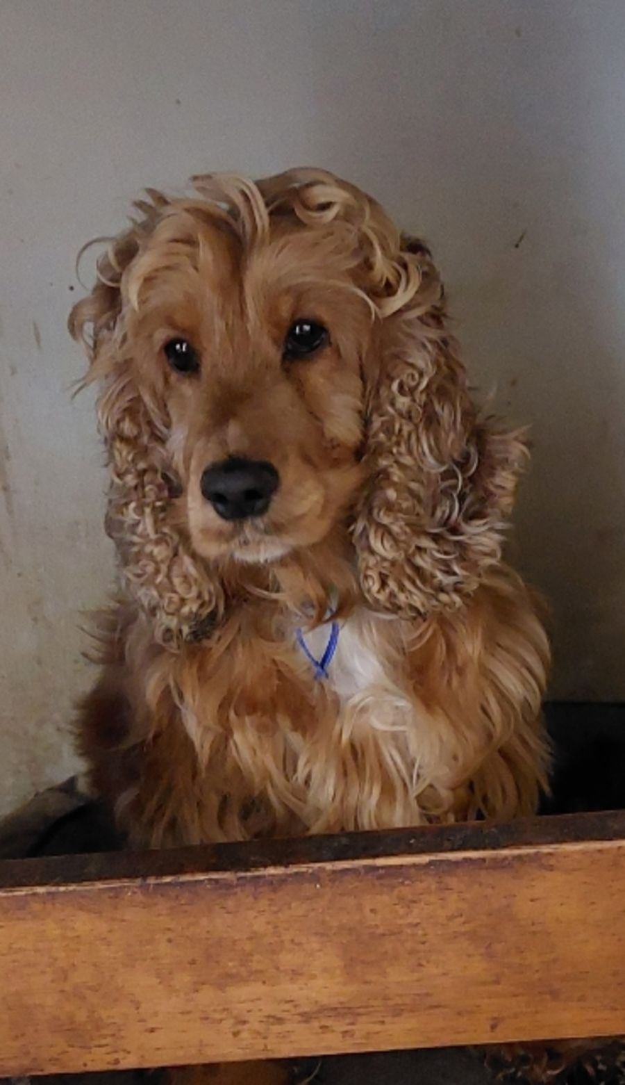 Zambi - Medium Female Cocker Spaniel Dog in NSW - PetRescue