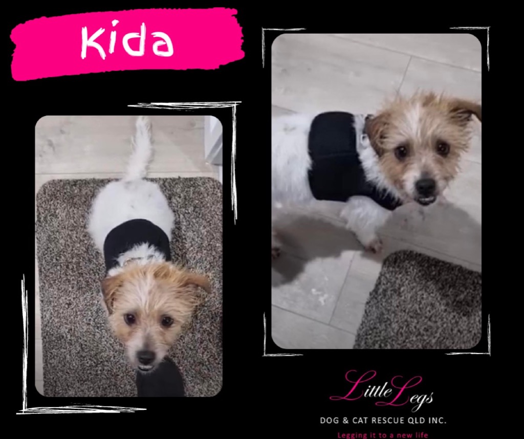 Kida - Small Female Maltese x Shih Tzu Mix Dog in QLD - PetRescue