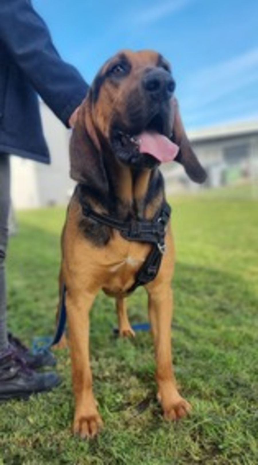 Jimi Jake - 58128 - Large Male Bloodhound Dog in VIC - PetRescue