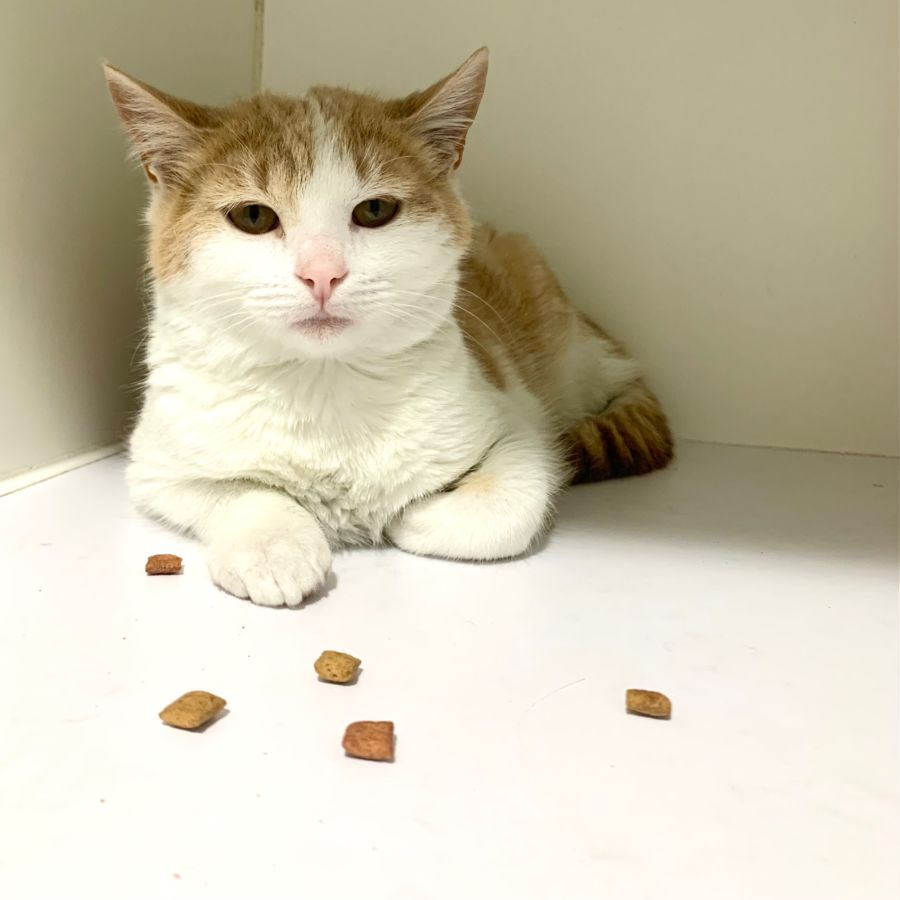 Snickers - Male Domestic Short Hair Cat in VIC - PetRescue