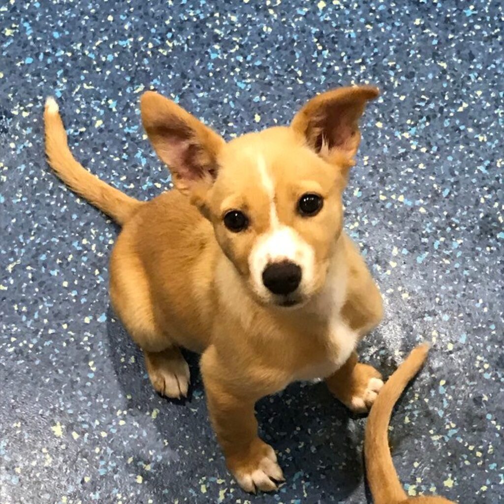 Sheeba - Medium Female Kelpie x American Staffordshire Bull Terrier Mix Dog in QLD - PetRescue