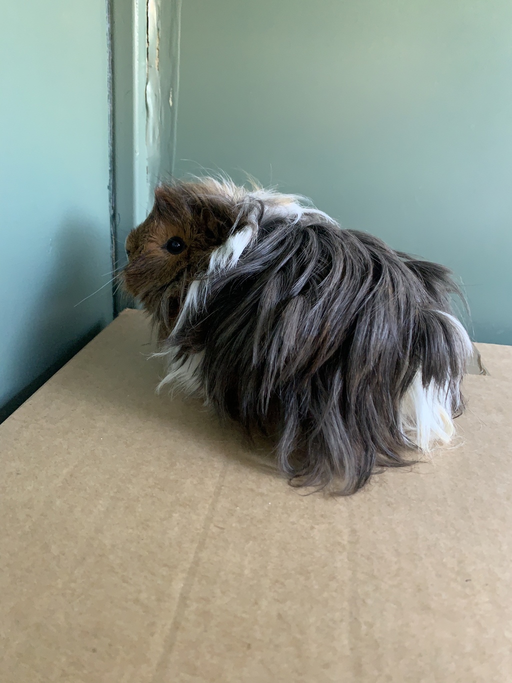 Garnier - Female Short-hair Sheba Mix Guinea Pig in ACT - PetRescue