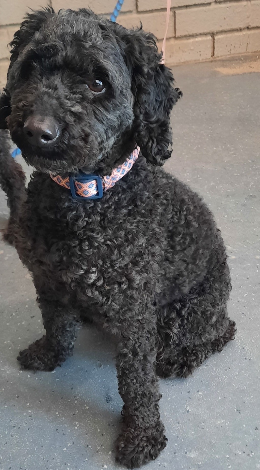 Rosie - Medium Female Schnoodle Dog in VIC - PetRescue