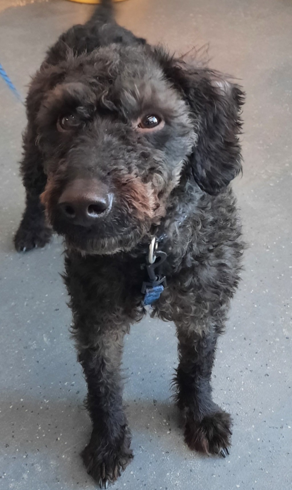 Lenny - Medium Male Schnoodle Dog in VIC - PetRescue