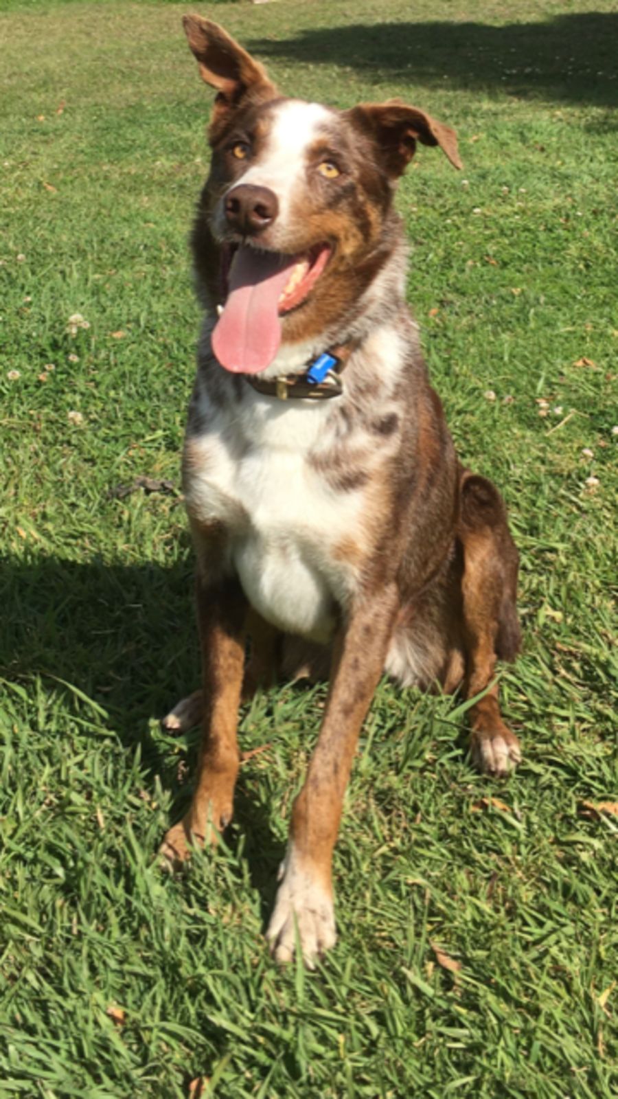 Bailey - Medium Male Kelpie x Koolie Mix Dog in NSW - PetRescue