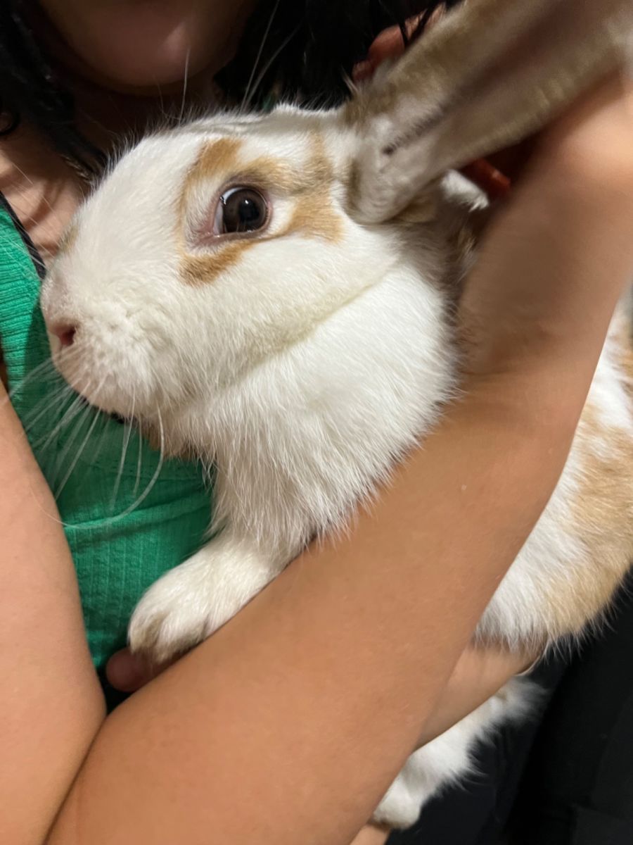 Fleetwood - Female Dwarf Mix Rabbit in VIC - PetRescue