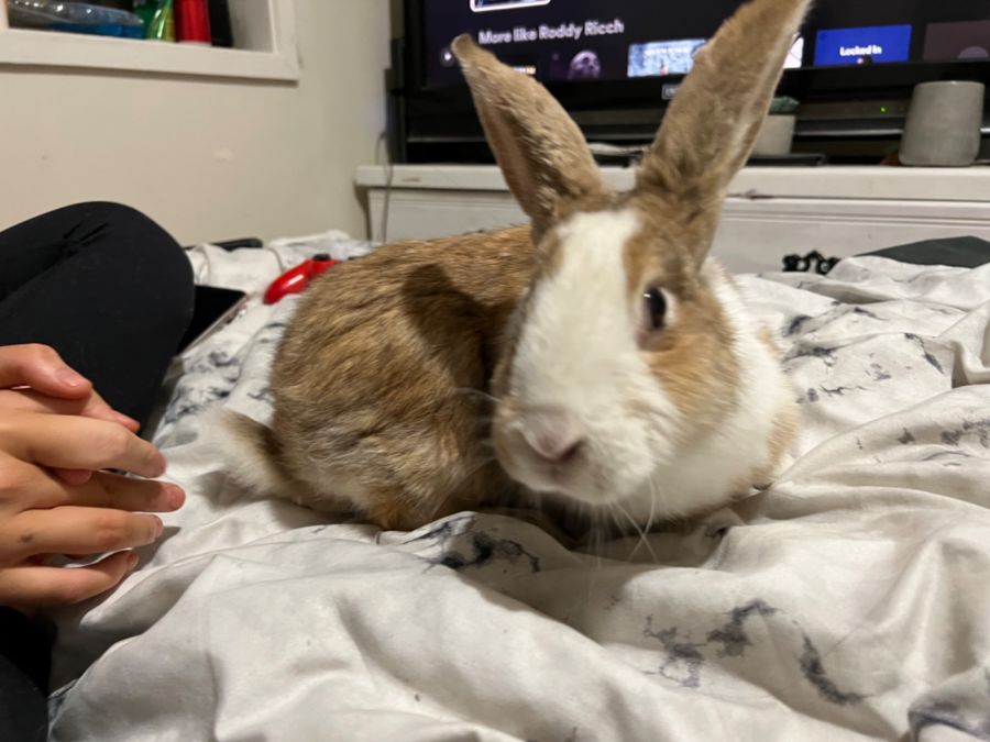 Kimba - Female Dwarf Mix Rabbit in VIC - PetRescue
