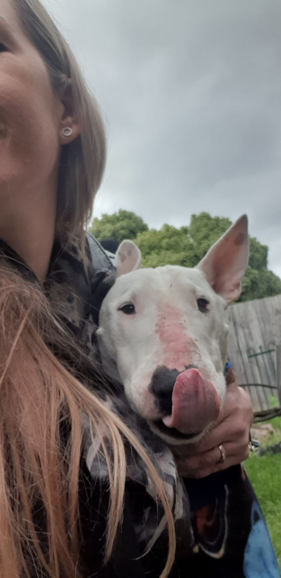 Batman Billy - Medium Male Bull Terrier Dog in VIC - PetRescue