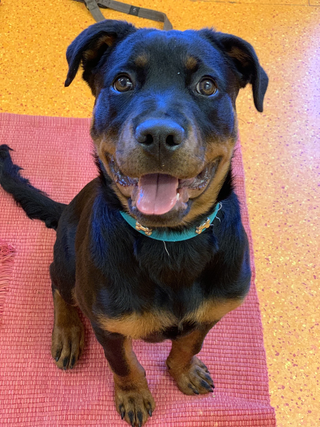 Brooklyn - Large Female Rottweiler Mix Dog in QLD - PetRescue