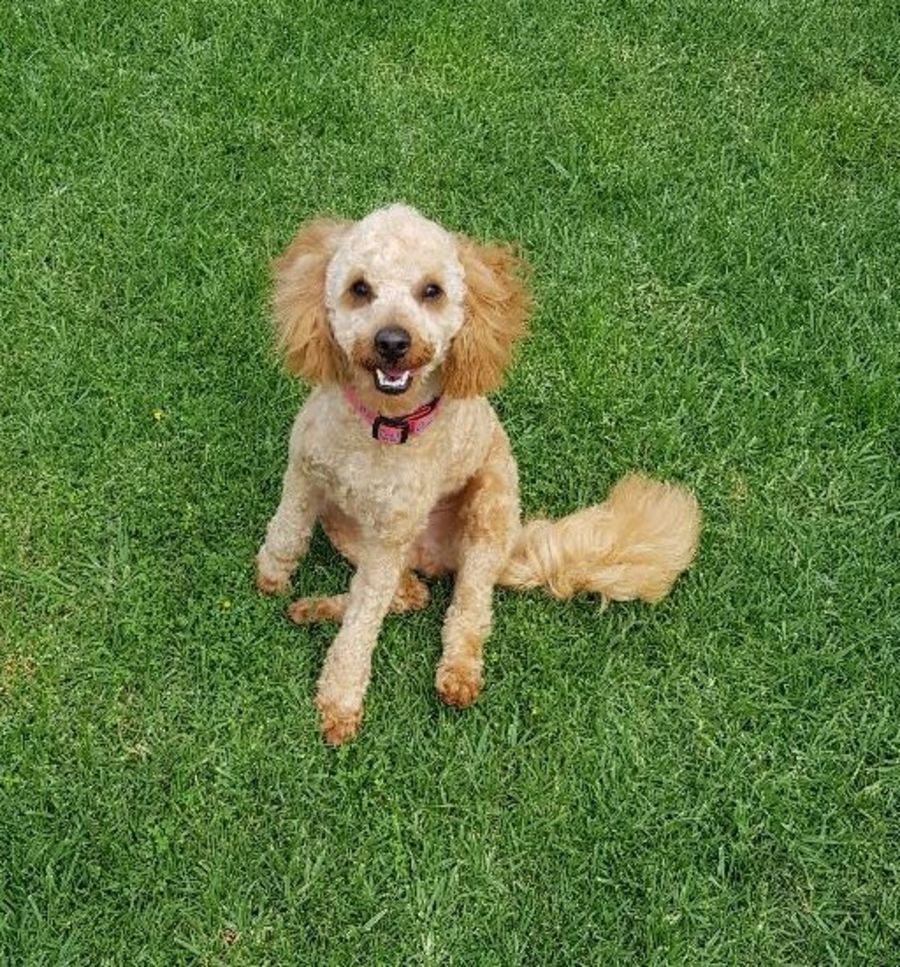 Poodle Rescue Queensland - PetRescue