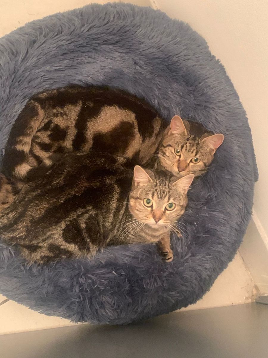 Mash Potato - Female Domestic Short Hair Cat in NSW - PetRescue