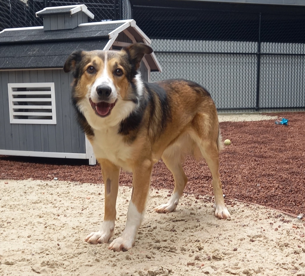 Charlie - Medium Male Border Collie Mix Dog in VIC - PetRescue