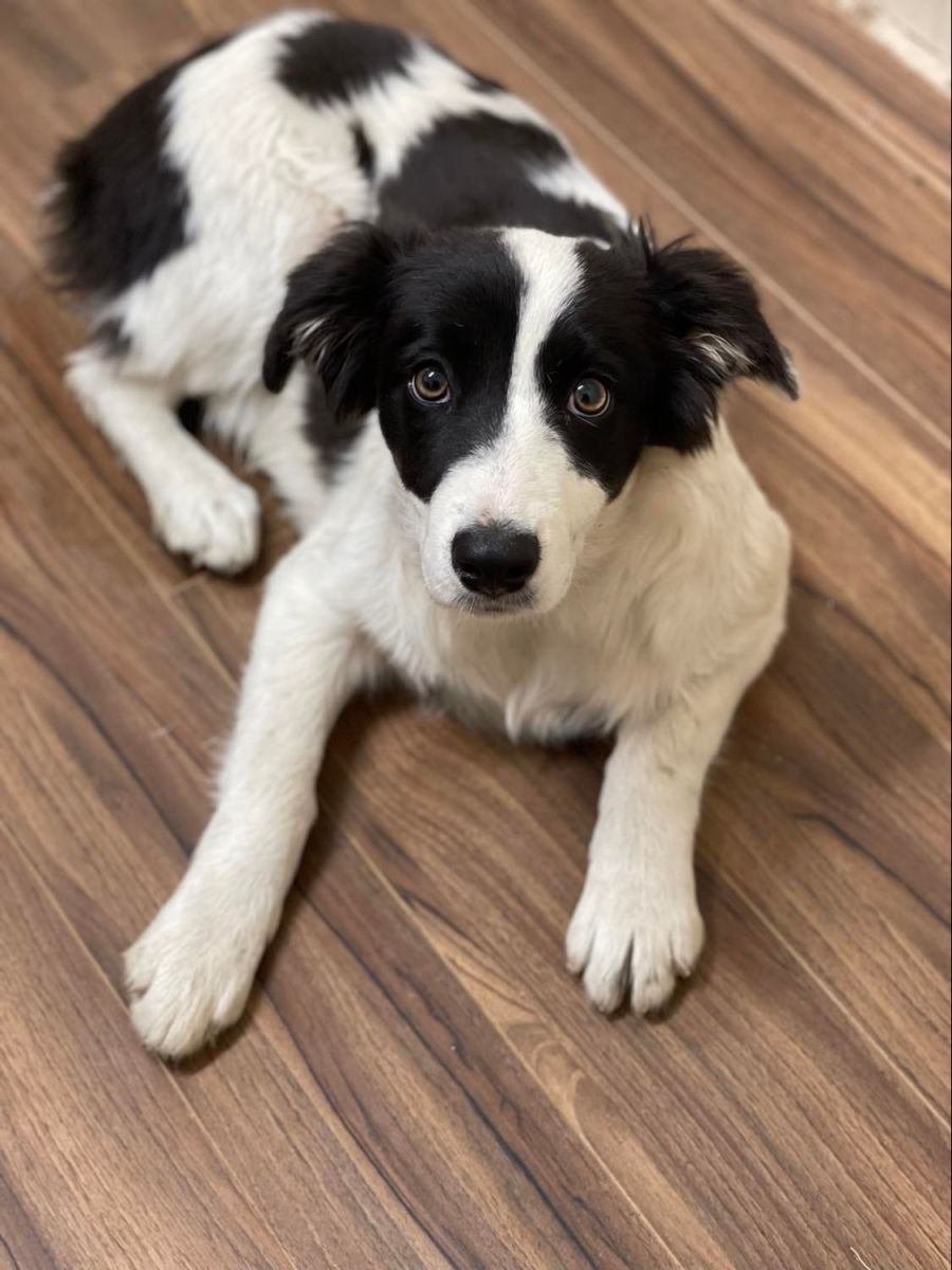 Moo Moo - Medium Female Border Collie Dog in QLD - PetRescue