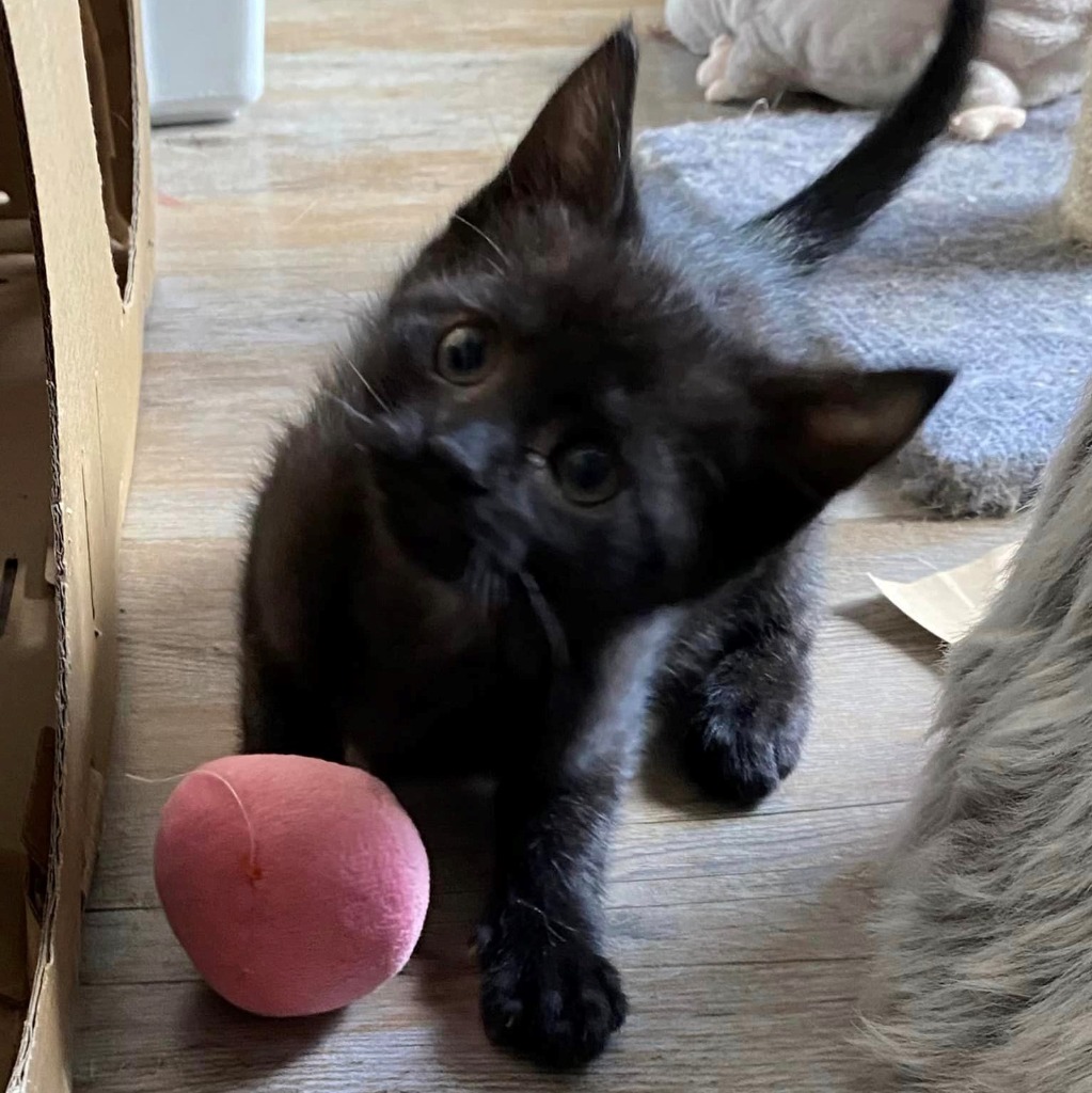 Jinx - Female Domestic Short Hair Cat in WA - PetRescue