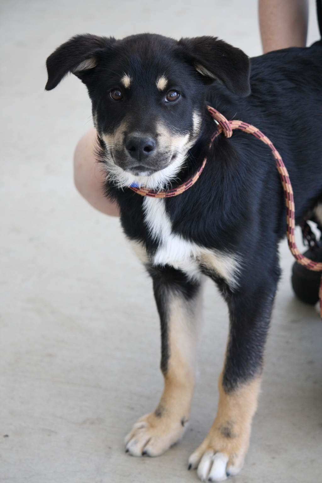 Angus - Large Male German Shepherd x Kelpie Mix Dog in QLD - PetRescue