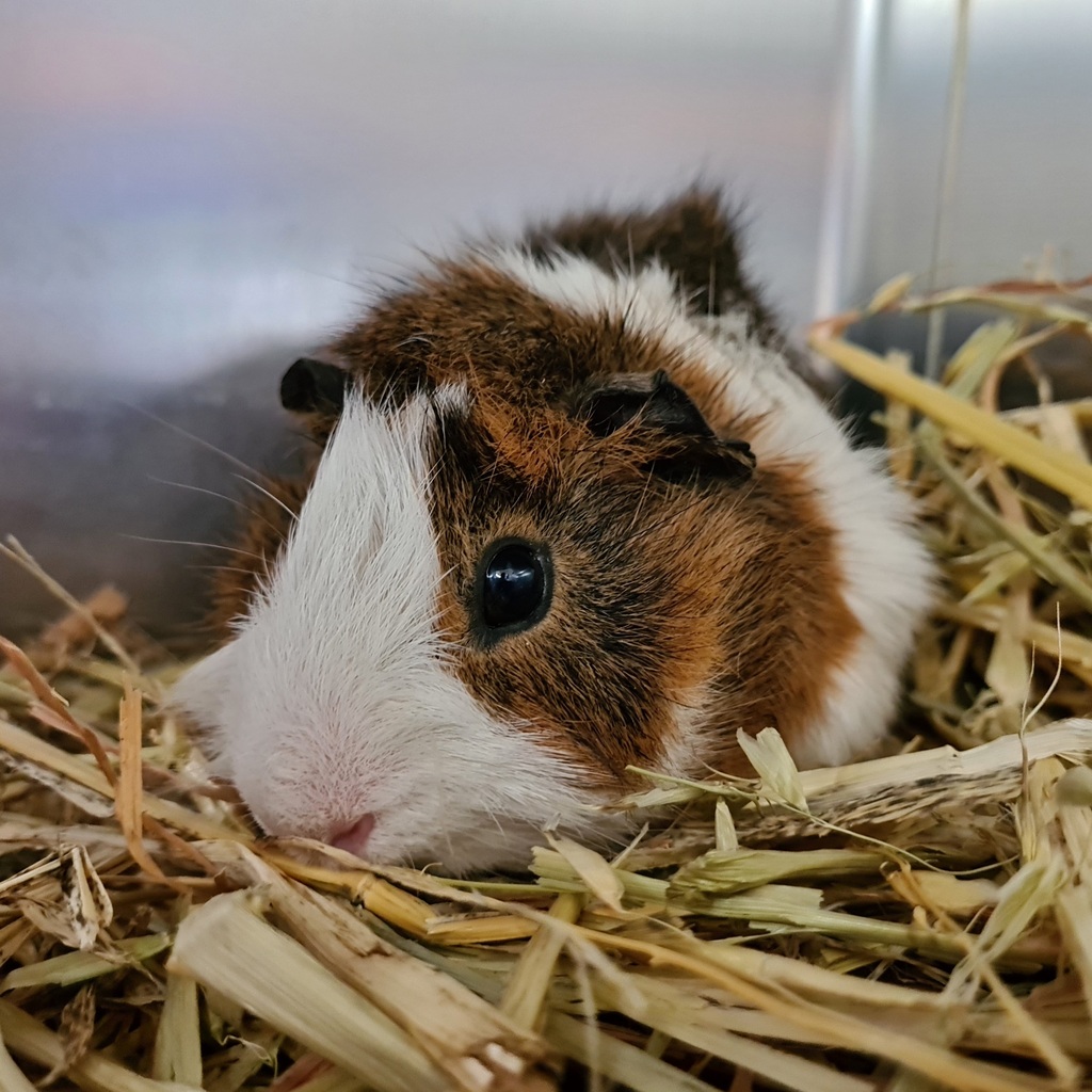 Iggy - Male Short-hair Abyssinian Mix Guinea Pig in VIC - PetRescue