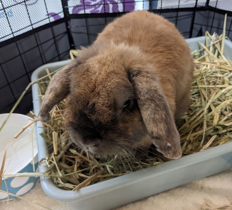 Griffin - Male Lop Eared Rabbit in VIC - PetRescue