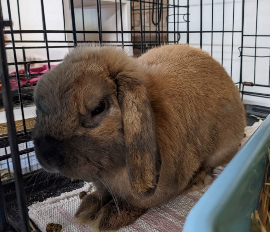 Bali - Male Lop Eared Rabbit in VIC - PetRescue