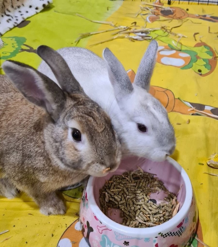 Peter & Cottontail - Female Domestic Rabbit in VIC - PetRescue