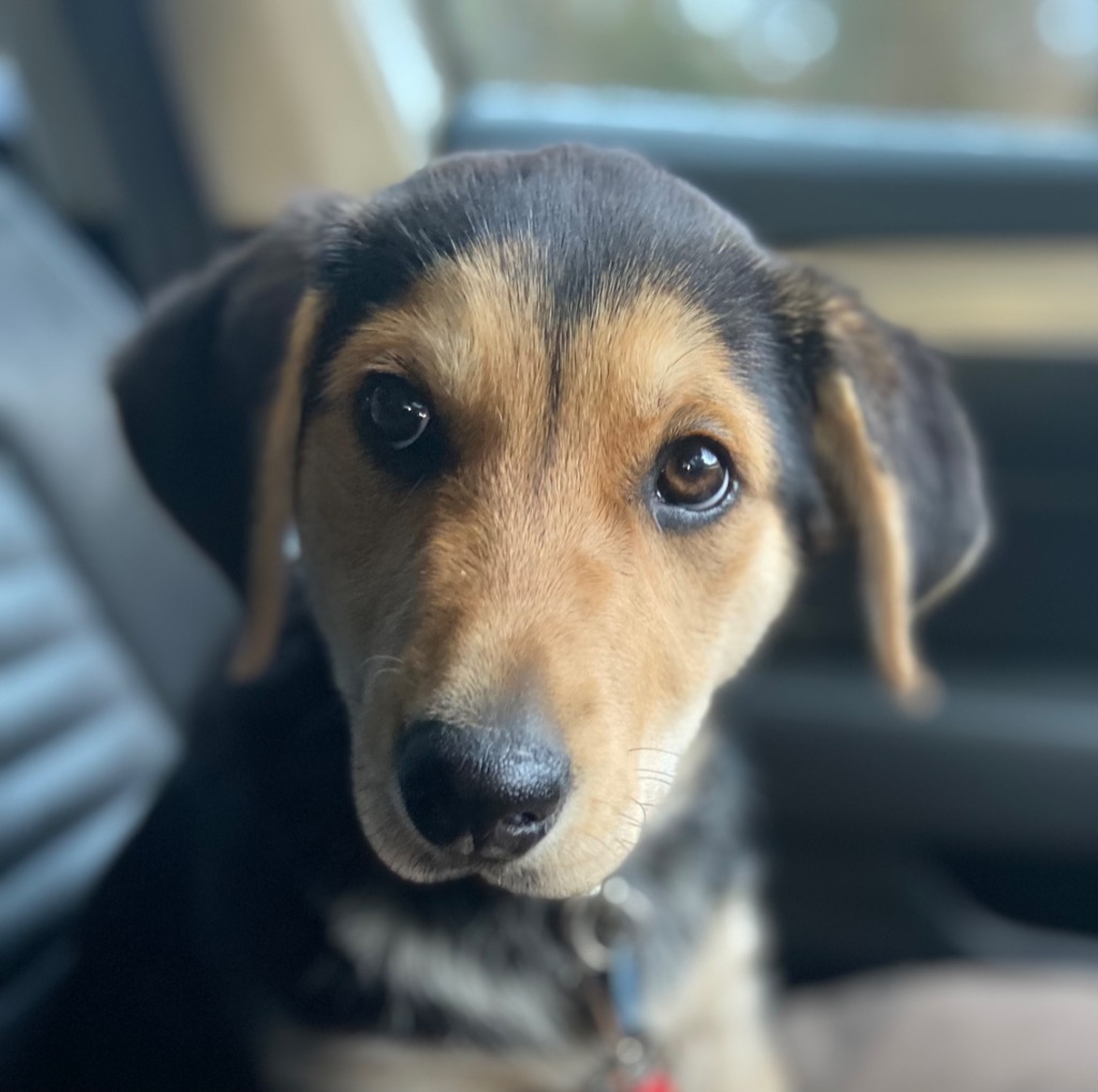 Badger - Medium Male Huntaway x Kelpie Mix Dog in WA - PetRescue