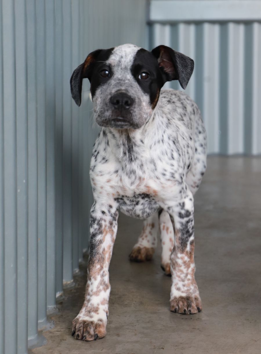 Chandler - Large Male Boxer x German Shorthaired Pointer Dog in NSW ...