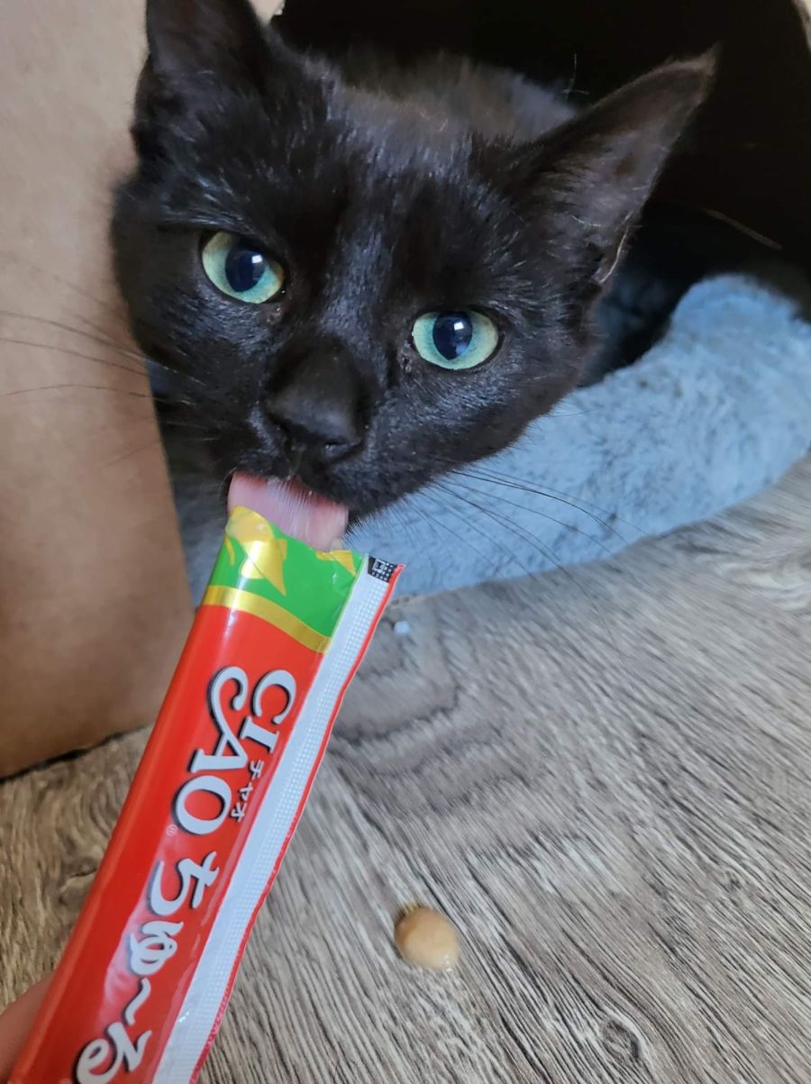 Inky - Female Domestic Short Hair Cat in NSW - PetRescue