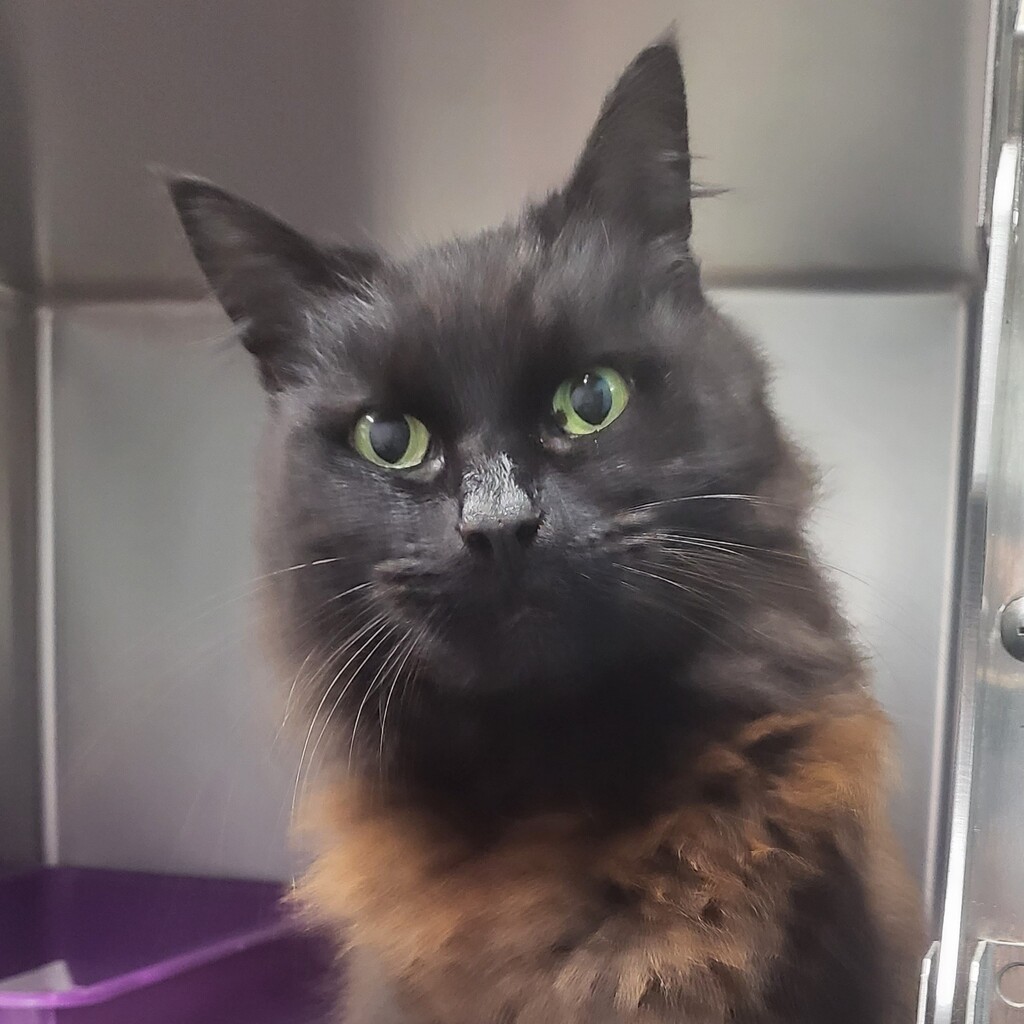 Glenda - Female Domestic Medium Hair Cat in VIC - PetRescue