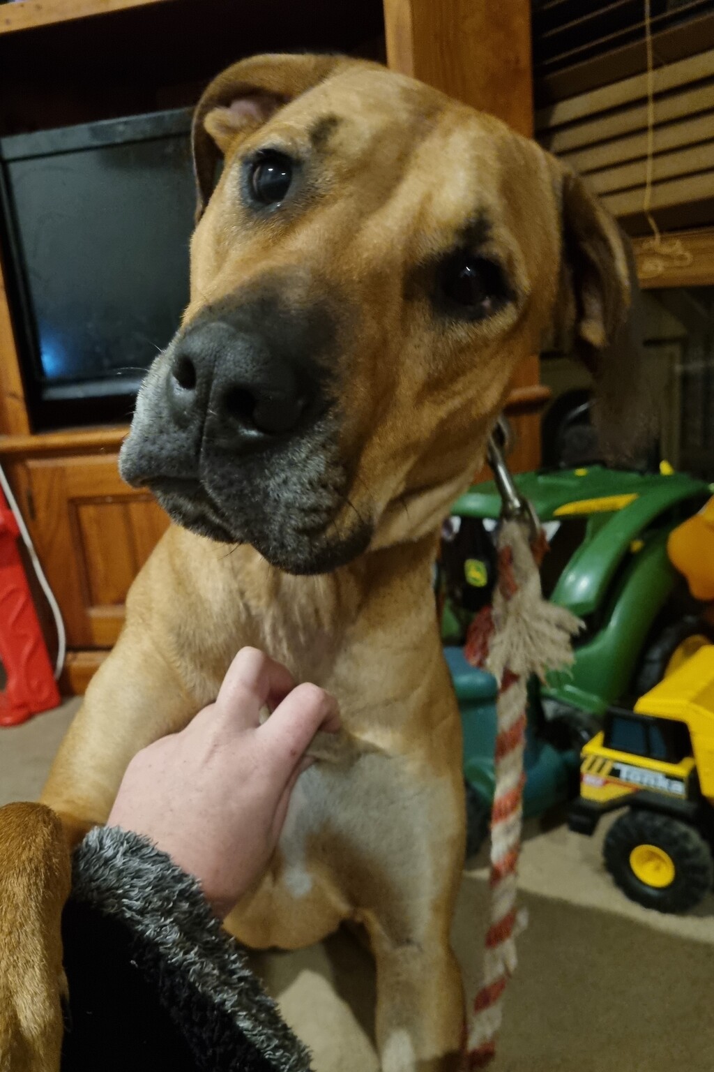 Nala - Large Female Great Dane x Rhodesian Ridgeback Mix Dog in NSW ...