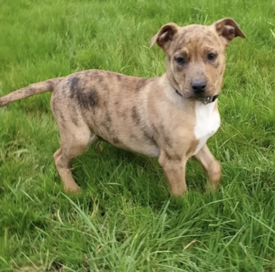 Nyx - Medium Female Mixed Breed x Deer Hound Dog in VIC - PetRescue