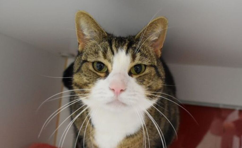 Chester - Male Domestic Short Hair Mix Cat in VIC - PetRescue
