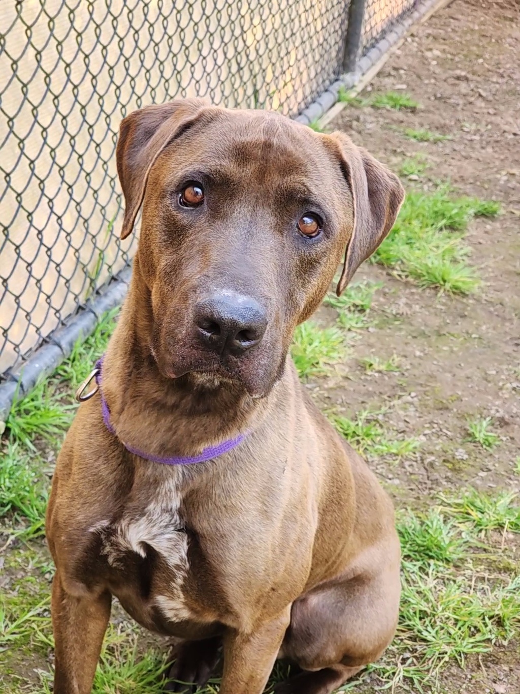 Jack - Medium Male Labrador Retriever x Crossbreed Mix Dog in NSW ...