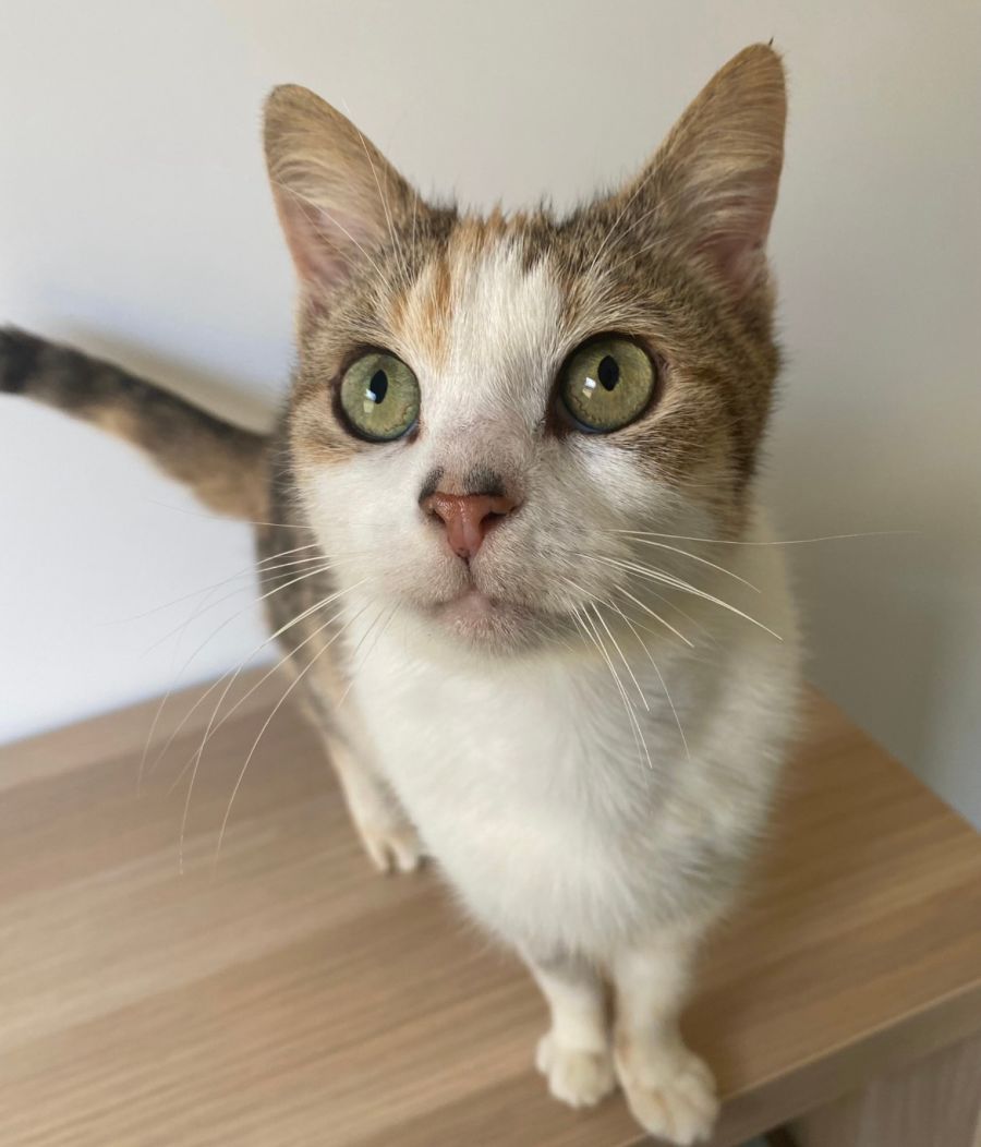 RSPCA Sydney Shelter (Yagoona) - PetRescue