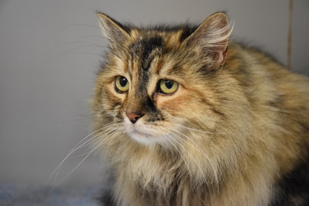 Prissy - Female Domestic Longhair Mix Cat in VIC - PetRescue