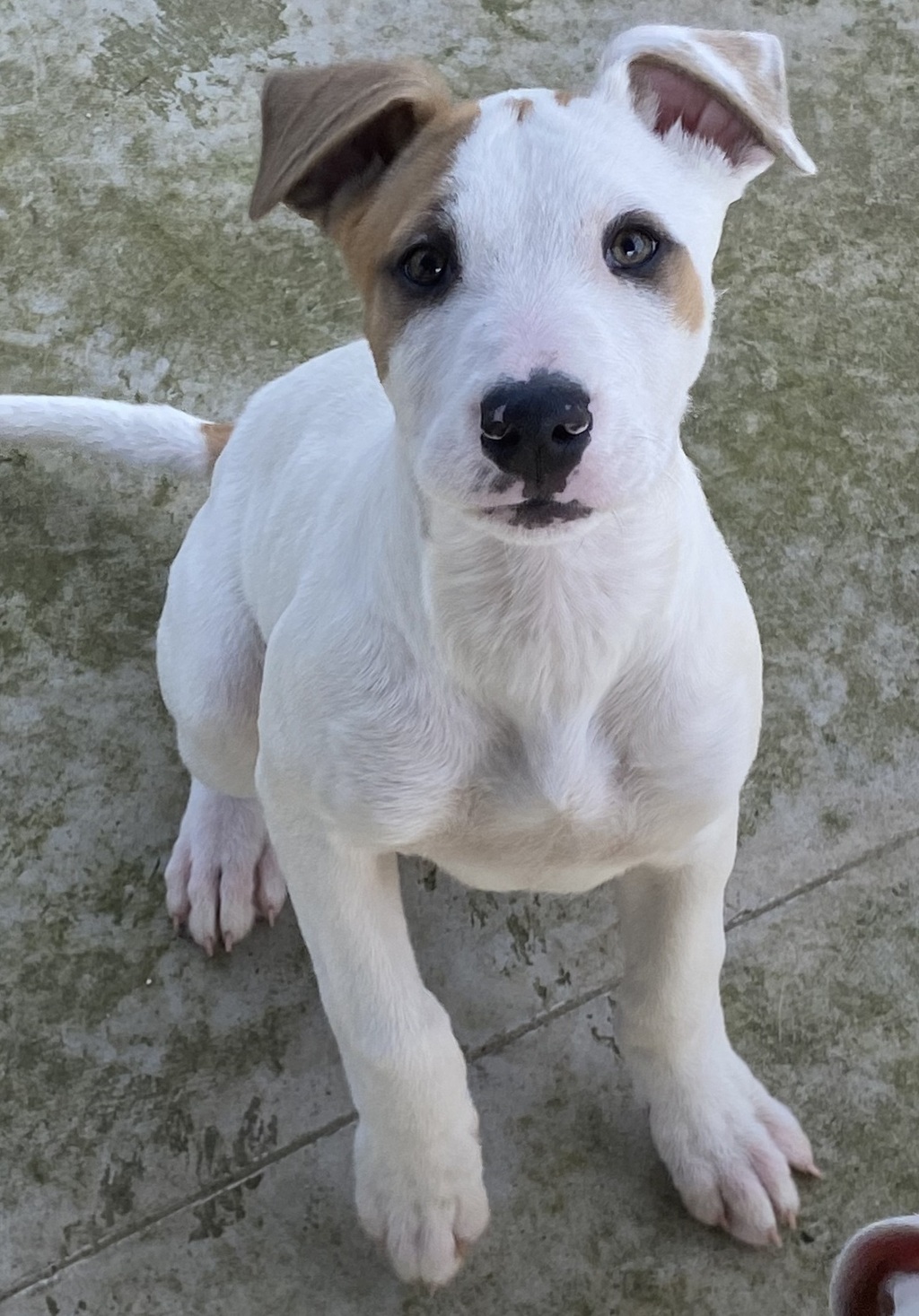 Frida - Large Female Bull Arab Mix Dog in VIC - PetRescue