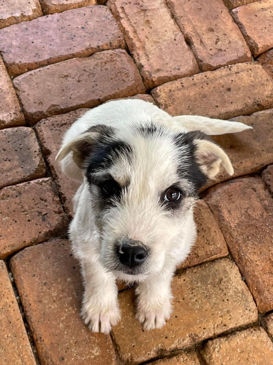 Aquaman - Medium Male Border Collie x Staghound x Australian Cattle Dog ...