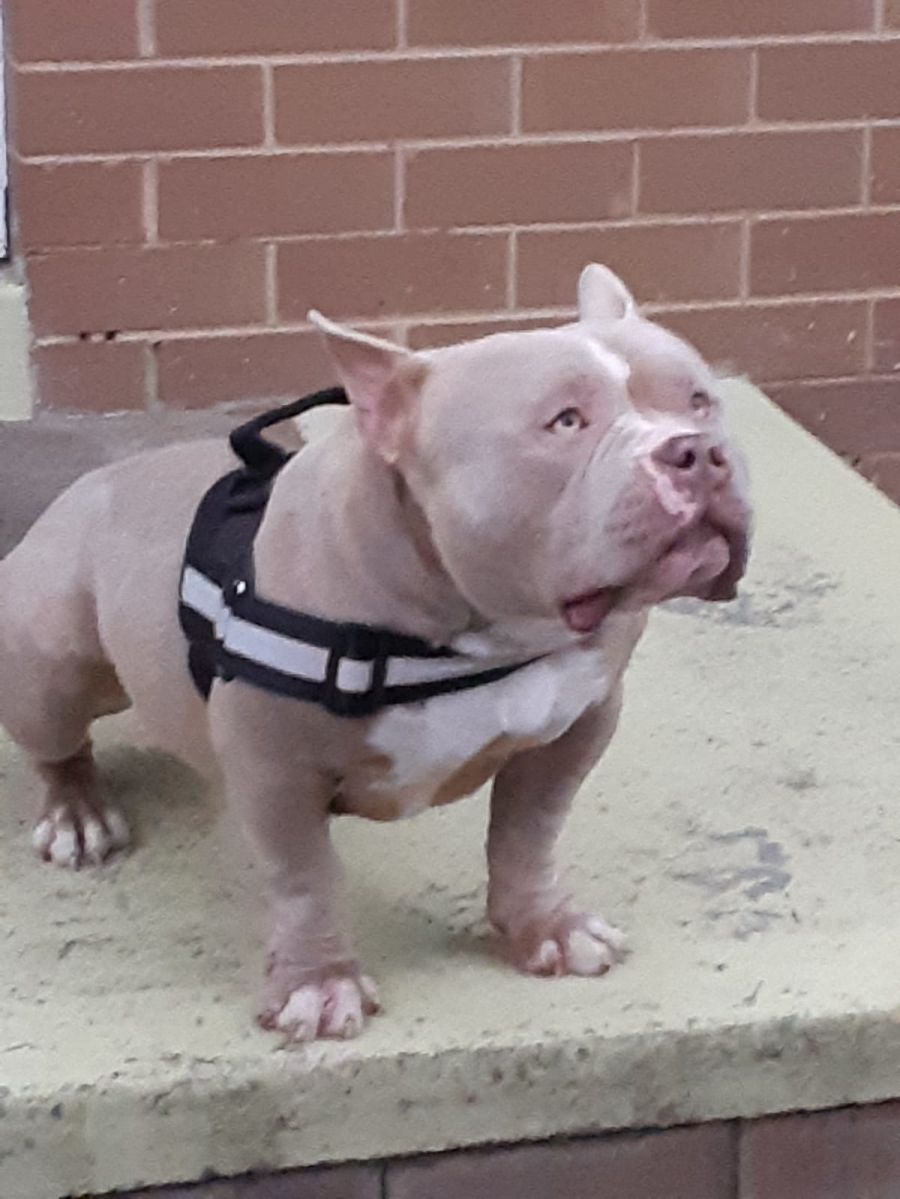 Scarface - Medium Male American Dog in VIC - PetRescue