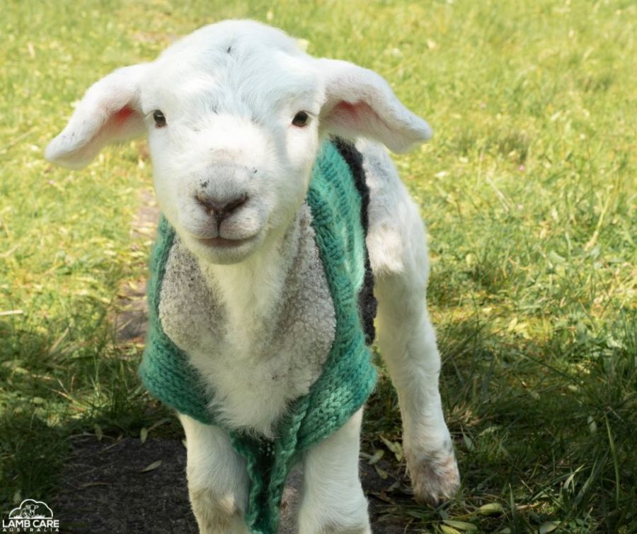 Nutmeg and Sylvie - Female Sheep in VIC - PetRescue