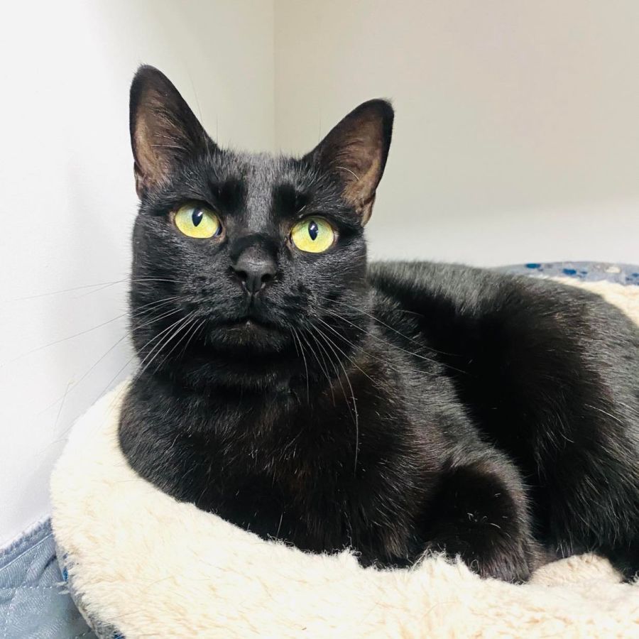 Boombie - Meet me at Nellys Ark - Female Domestic Short Hair Cat in VIC ...