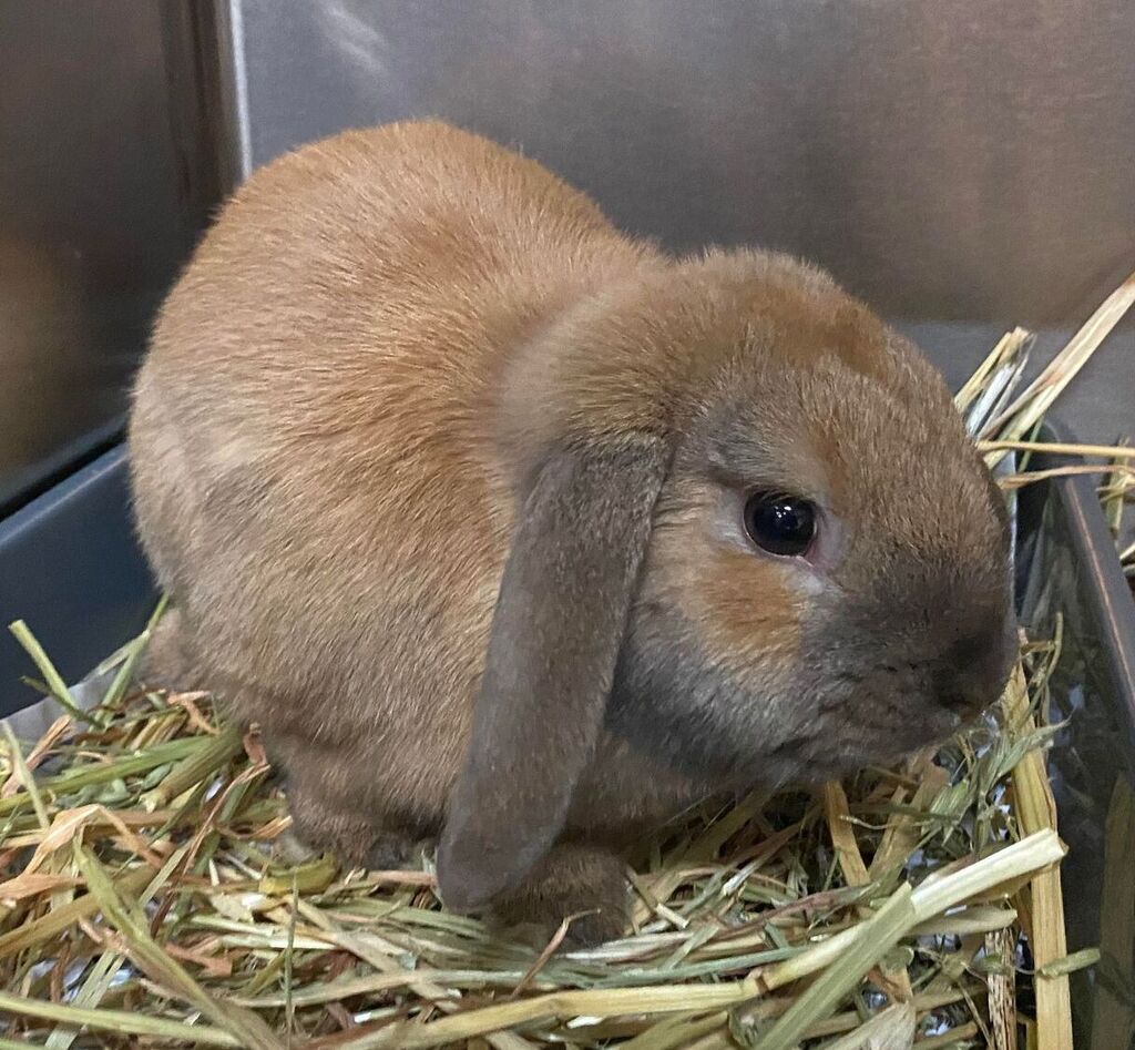 Alexandria - Female Mini Lop Rabbit in VIC - PetRescue