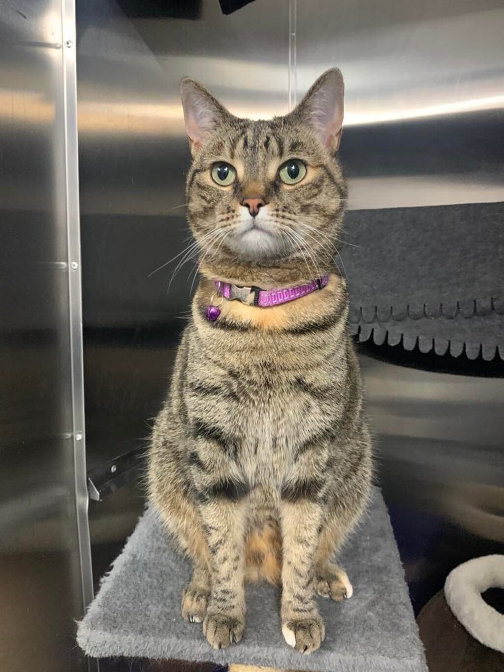 Thea - Female Domestic Short Hair Mix Cat in ACT - PetRescue