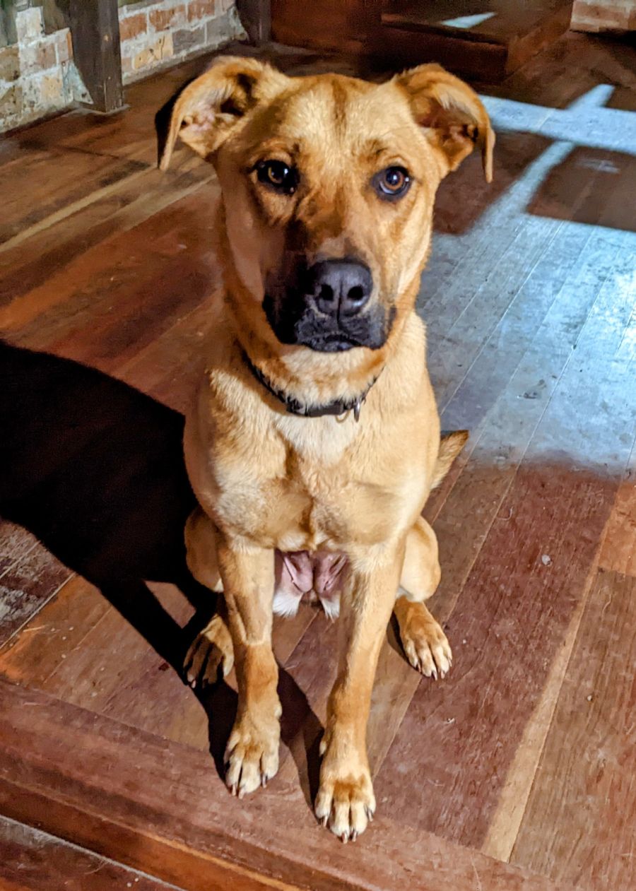 Leela - Large Female Rhodesian Ridgeback Mix Dog in NSW - PetRescue