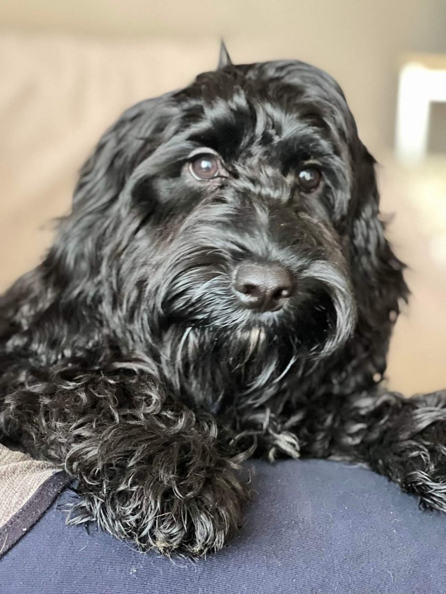 Shadow - Medium Male Poodle Mix Dog in NSW - PetRescue