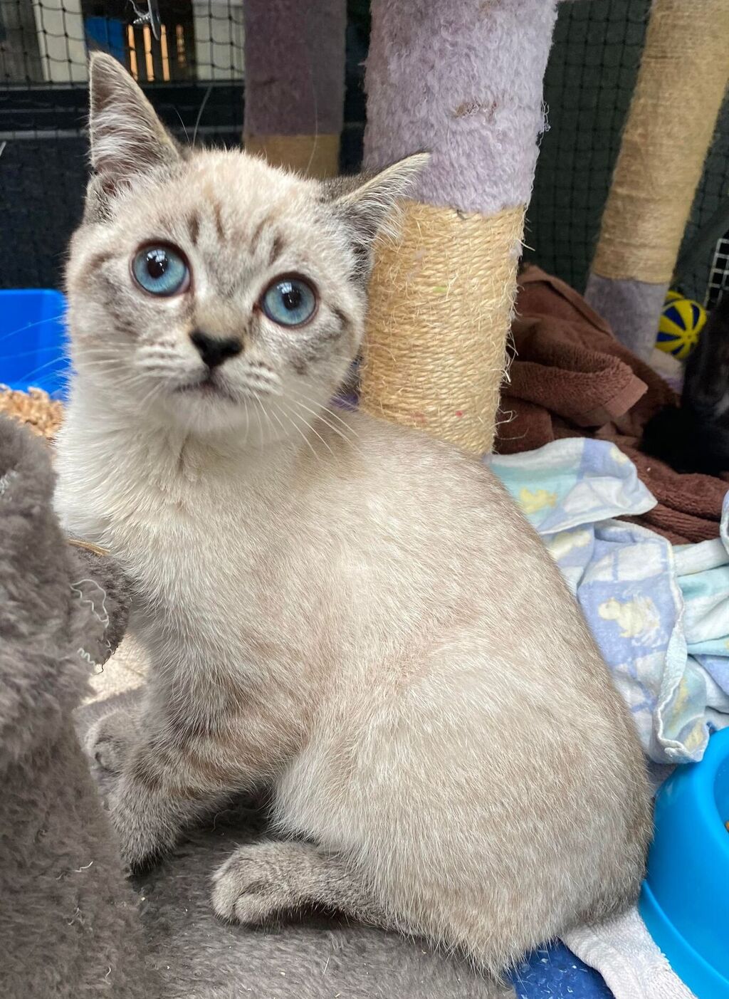 Frank - Male Layanese Mix Cat in QLD - PetRescue