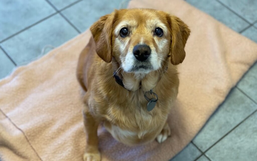 Lady Lucy - Medium Female Cavalier King Charles Spaniel x Labrador Mix ...