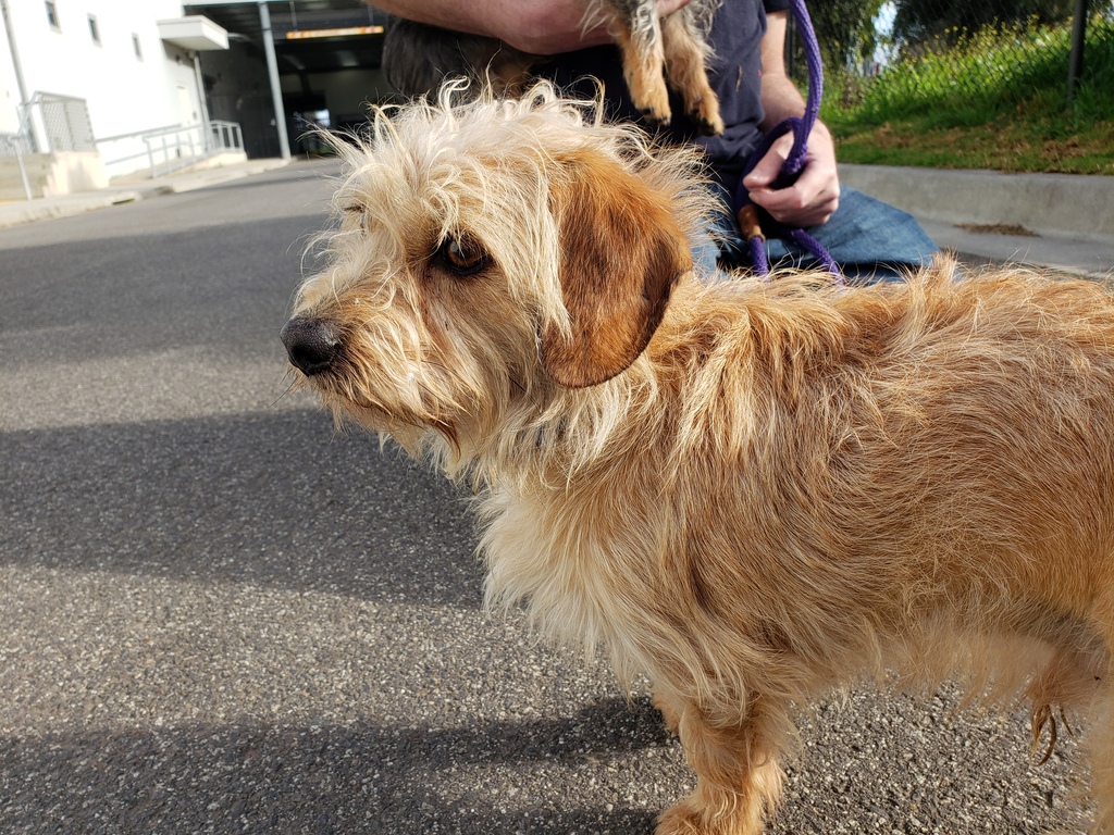 Tio - Small Male Small Terrier Cross Mix Dog in VIC - PetRescue
