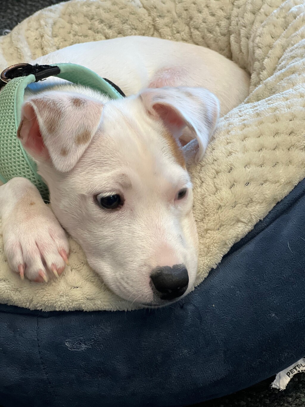 Jethro - Small Male English Staffordshire Bull Terrier Dog in VIC ...